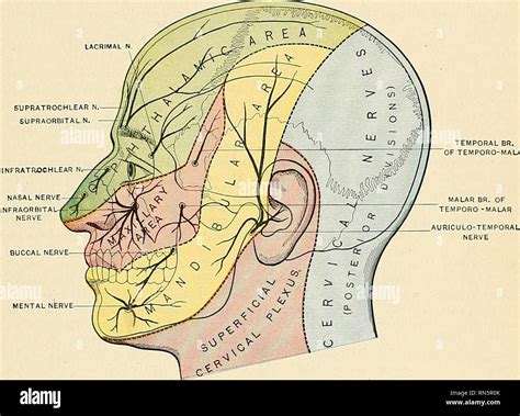 Supraorbital Foramen