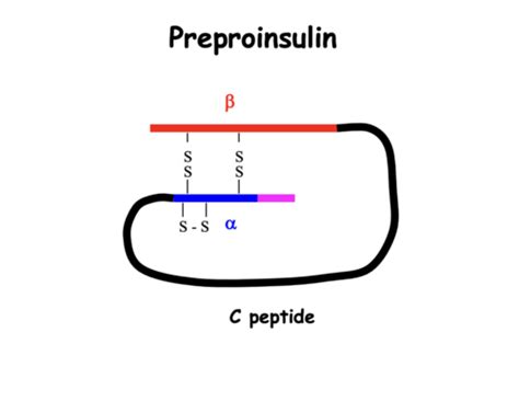Endocrine Pancreas Physiology Flashcards Quizlet Endocrine Pancreas Physiology Flashcards Quizlet