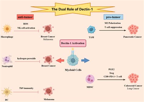 Figure 1 From Exploration Of The Dual Role Of Dectin 1 In Tumor
