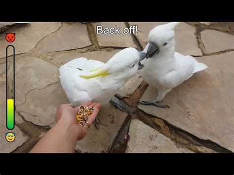 Bite Cockatoo Sulpher Crested Cockatoo Nice Bird Dont Bite Me