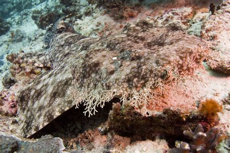 Camouflaged Tasselled Wobbegong Photo