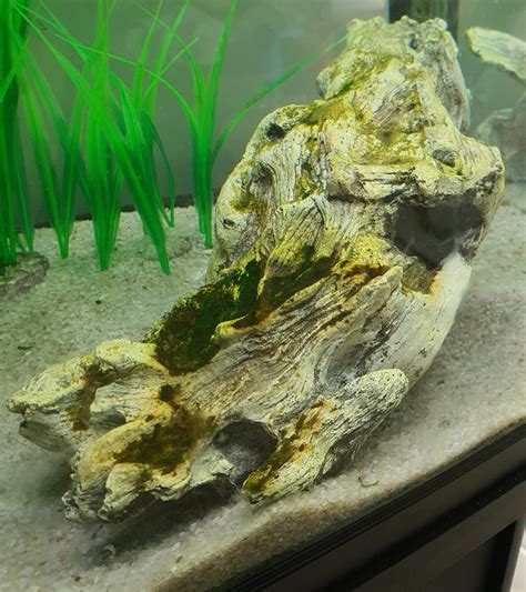 Java Moss Will It Take To And Propagate On This Fake Log Rplantedtank Java Moss Will It Take To And Propagate On This Fake Log Rplantedtank