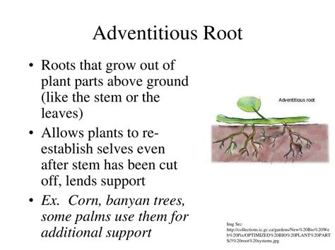 Ppt Plant Structures Powerpoint Presentation Free Download Id3042394
