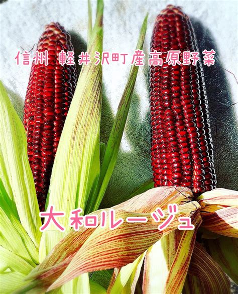【赤いとうもろこし】軽井沢産高原野菜 大和ルージュ 赤いスイートコーン とうもろこしサイズmix10本セット：長野県のレビュー｜食べチョク