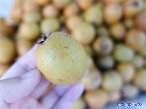 [태국 과일 종류] 열대과일 총집합 니코니코 타이 여행 블로그