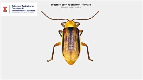 Western Corn Rootworm Female 3d Model By Yony T Callohuari