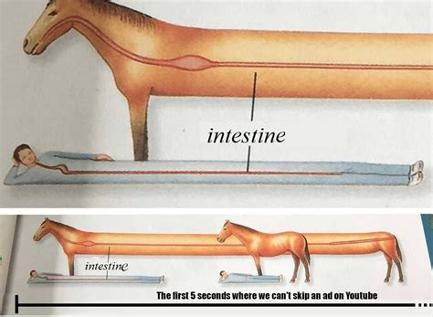 It S So Fucking Big R Memes