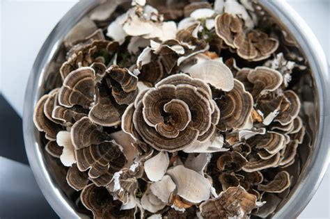 Turkey Tail Mushroom Extract Powder Living Farms