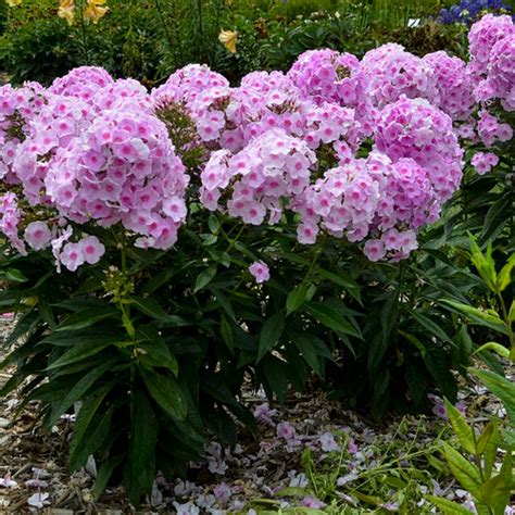 Tall Phlox Flowers Perennial