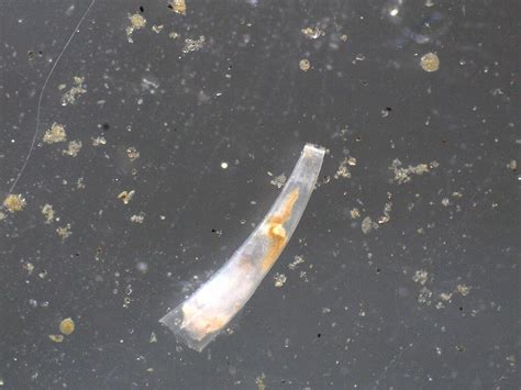 Tooth Shell Photograph By Carleton Ray Fine Art America