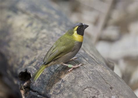 Cuban Grassquit Zoochat