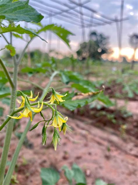 The Passion Garden Home