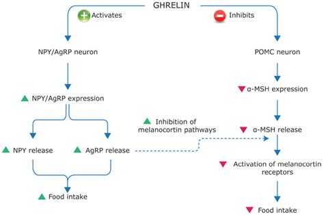Hormones.gr