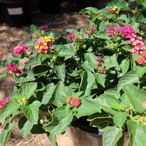 Shop ‘lantana Carnival Care And Growing Guide Planet Desert