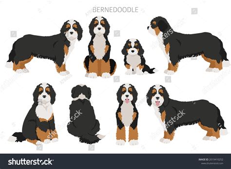 Cartoon Bernedoodle Over 27 Royalty Free Licensable Stock
