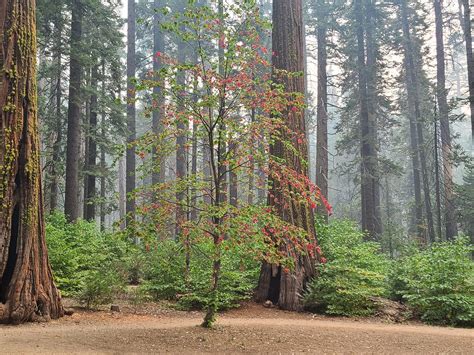 Here At Calaveras Big Calaveras Big Trees State Park