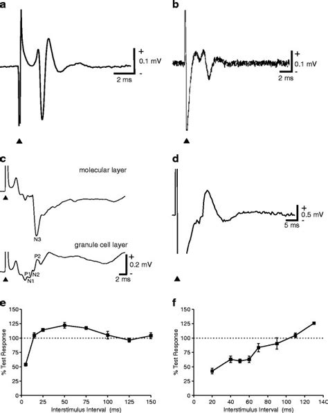 Evoked Cerebellar Cortical Field Potentials A Field Potential Elicited Download Scientific