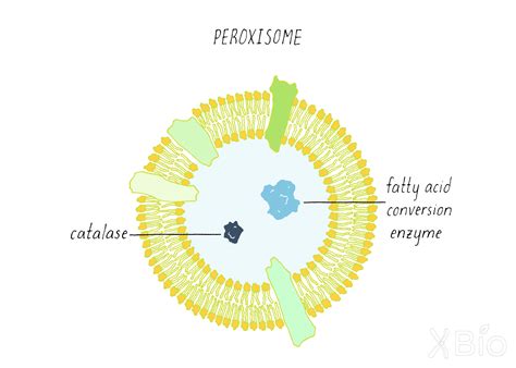 Membrane Organelles By Jennifer Lippincott Schwartz