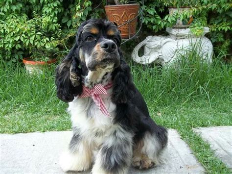 Pin De Daniel Esau Rivera Ayala En Cocker Americano Cocker Americano