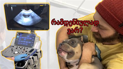 არის თუ არა ჰინატა ორსულად მალე ლეკვები Youtube