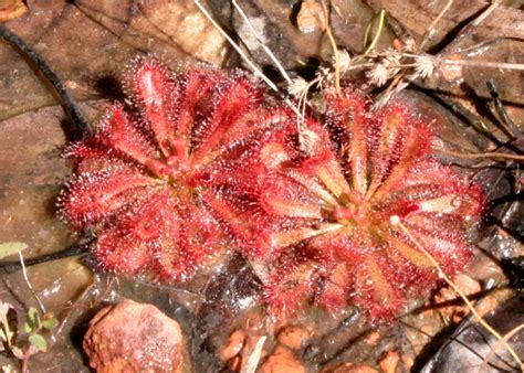 Australian Carnivorous Plants Droseraceae