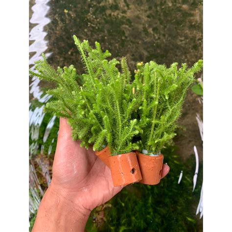 Jual Tanaman Batang Keras Tanaman Aquascape Pot Shopee Indonesia