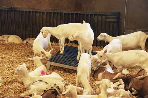 Arthritis Door Streptococcus Dysgalactiae Geitenhouderij