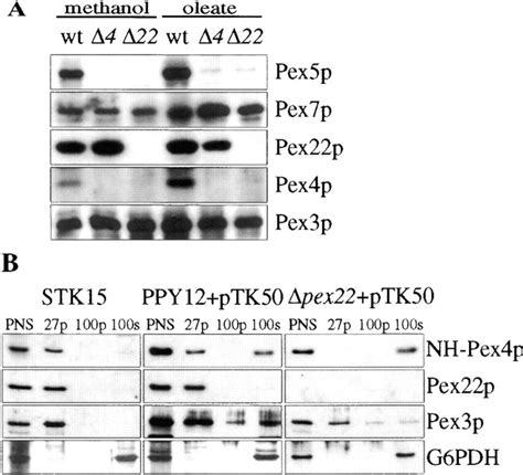 A Δpex4 And Δpex22 Strains Share Similar Phenotypes Wt Smd1163