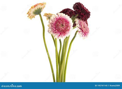 Gerbera Pomponi Isolated Stock Image Image Of Texture 195741145