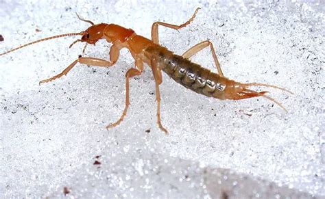 Random Insect Generator Generatormix