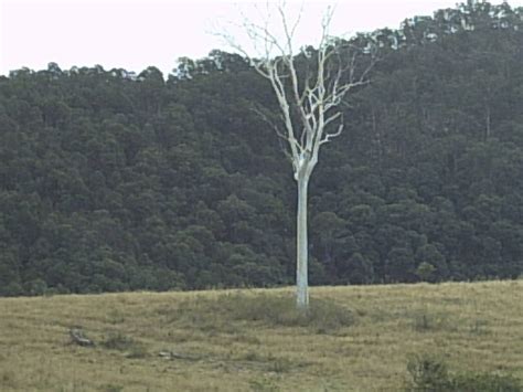 The Anomaly By Aryan Pride On Deviantart