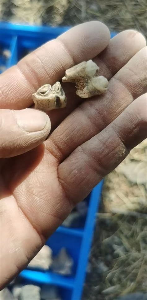 A Friend In Beijing Found These Fossilized Teeth Near Zhoukoudian Cave Where The Famous Peking