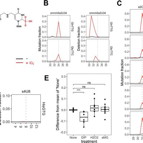 2 Thio Trna Modifications In E Coli Trna And Response To Stress Shown