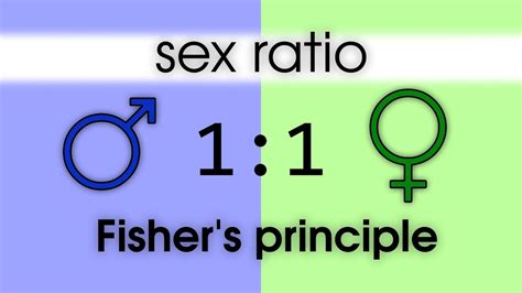 Sex Ratio Fishers Principle Evolutionarily Stable Strategy Youtube
