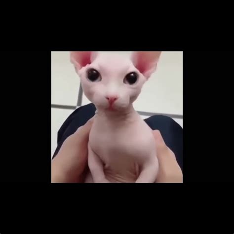 Sphynx Cat Lord Bingus Youtube