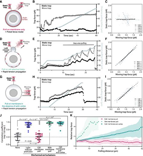 Figure 1 From Cell Protrusions And Contractions Generate Long Range Membrane Tension Propagation