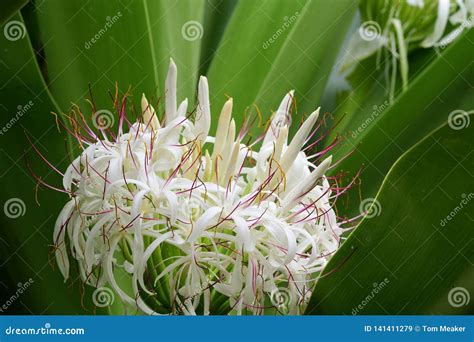 Grand Crinum Lily Crinum Asiaticum Stock Image Image Of Asiaticum Beautiful