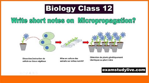 Micropropagation Class 12 Definition Types Steps Advantages Disadvantages Application Micropropagation Class 12 Definition Types Steps Advantages Disadvantages Application