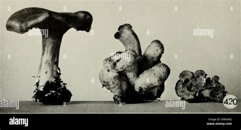 Edible And Poisonous Mushrooms Of Edible And Poisonous Mushrooms Of