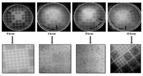 Time Dependent Lysis Of S Typhimurium By Bacteriophages Lysis Of