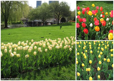 If You Dont Love Boston In The Springtime Youre Not Looking