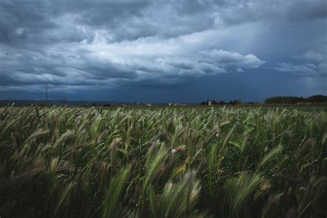 Wallpaper Cloudy Grass