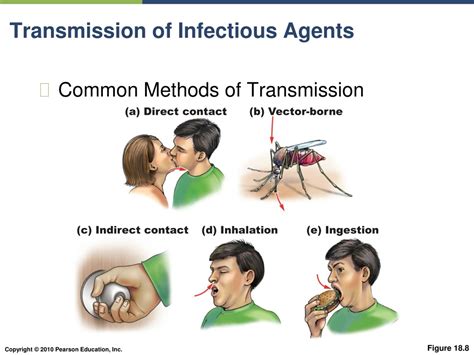 Ppt Infectious Agents And Immune System Response Powerpoint