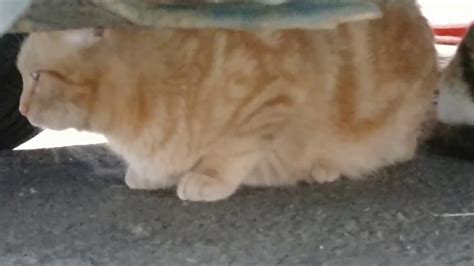 핑크코가 귀여운 카오스 삼색 고양이 Youtube