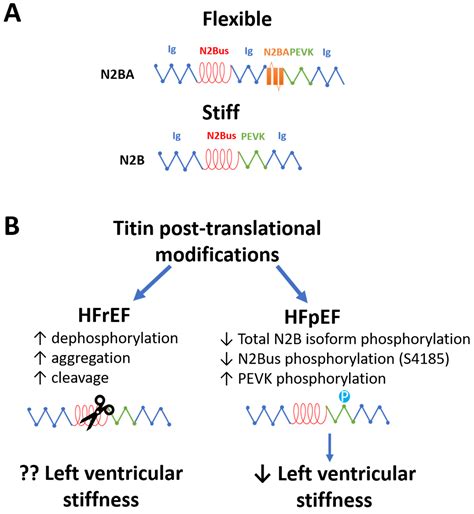 Cellular And Molecular Differences Between Hfpef And Hfref A Step Ahead In An Improved
