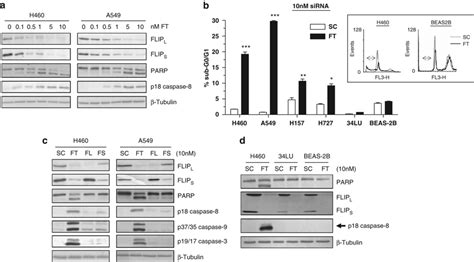 Effect Of Flip Silencing On Apoptosis A Flipl And Flips Expression Download Scientific