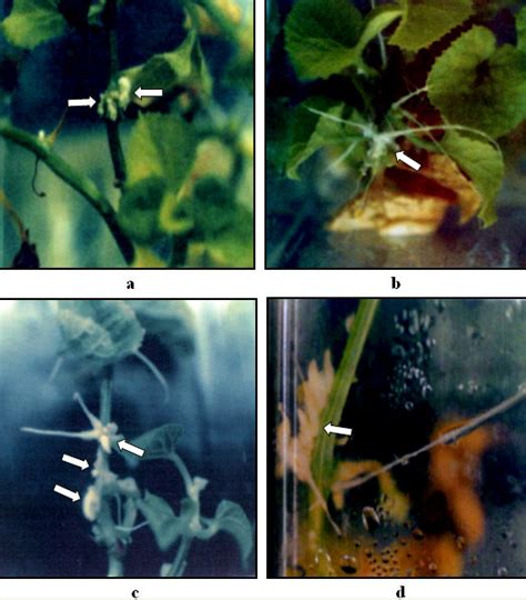 Phenotypic Expression Of Virulence Gene Of Agrobacterium In Muskmelon Download Scientific