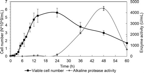 The Kinetics Of Cell Growth And Alkaline Protease Activity Of B