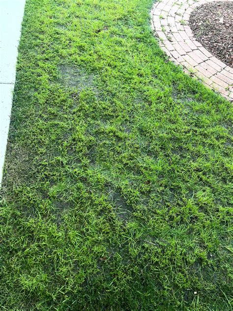 Need Help Making Lawn Less Patchy I Live In San Diego And My Grass Is