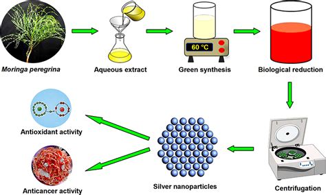 Characterization Of Silver Nanoparticles Using M Peregrina Ijn